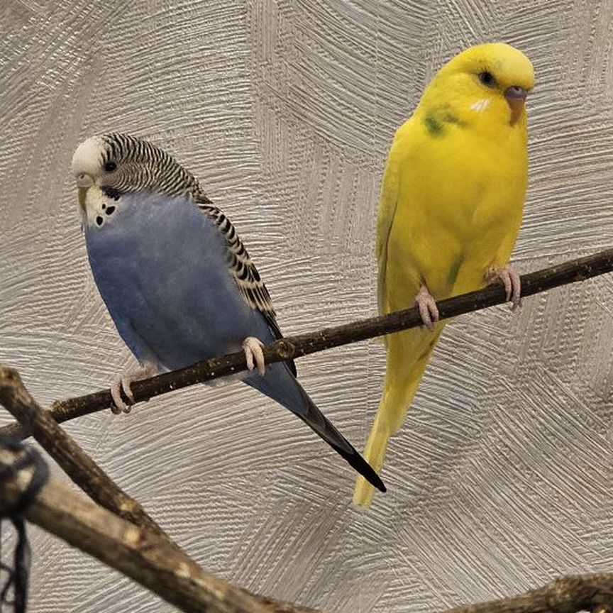 Волнистые попугаи с клеткой