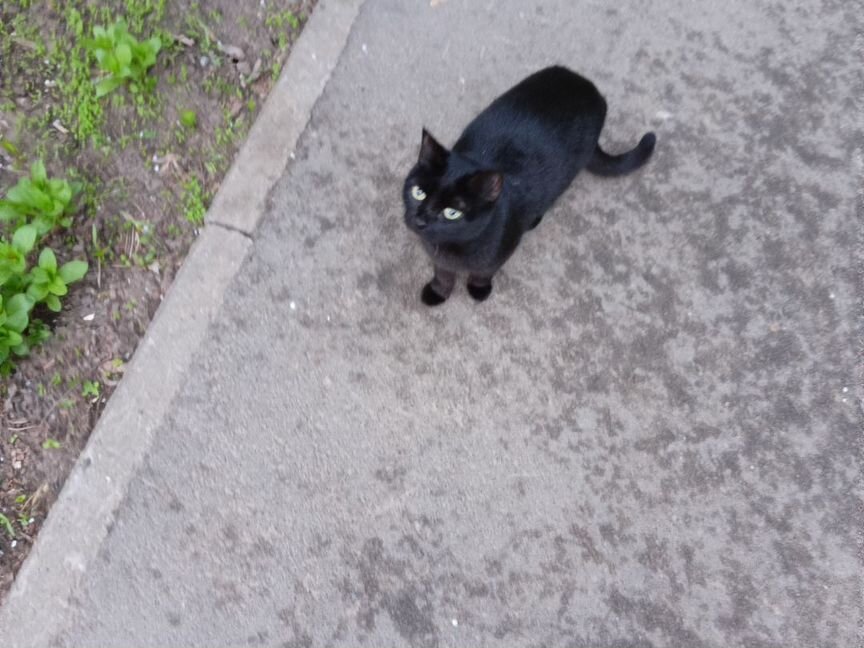 Нашлась кошка или кот. Живет на улице
