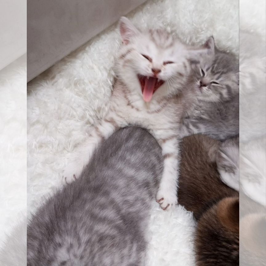 Британские котята