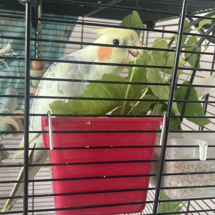 Попугай корелла птенец