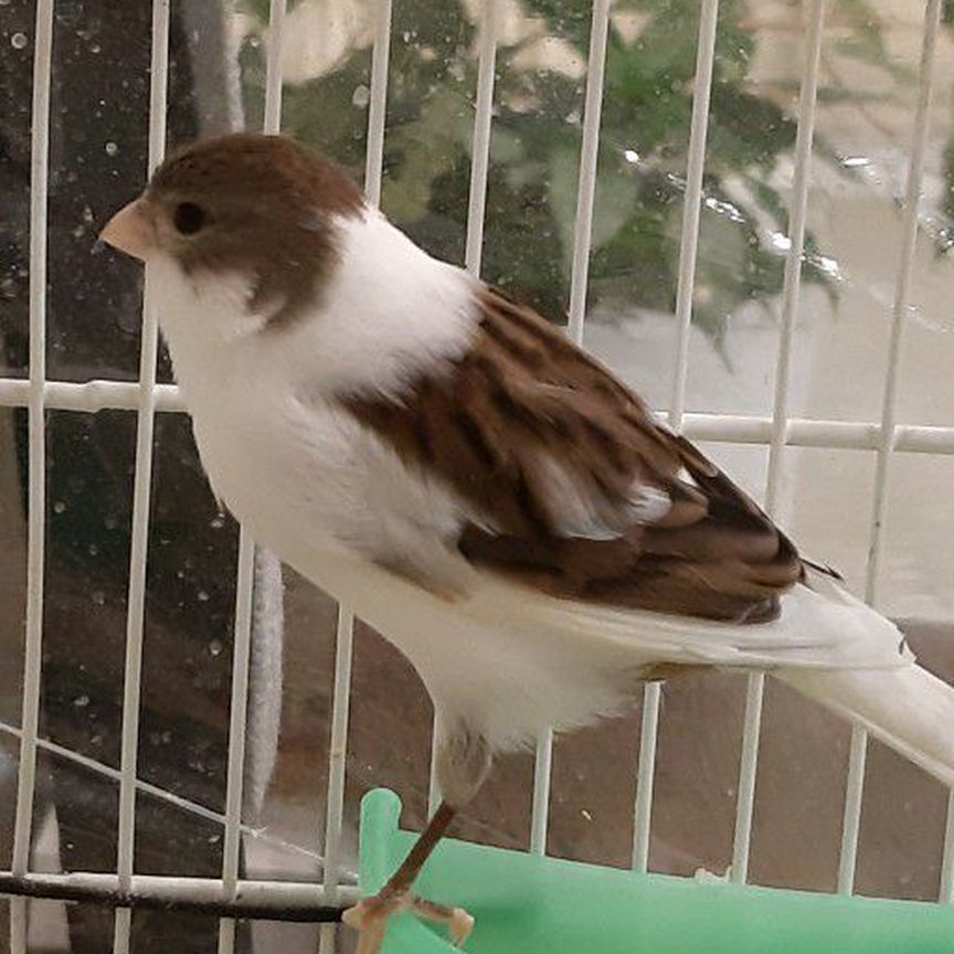 Отдам канарейка