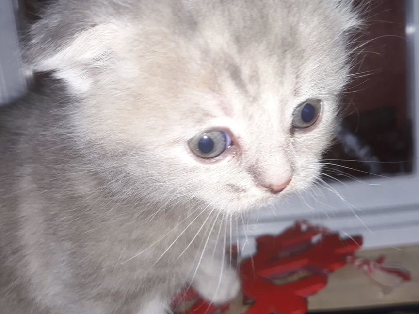 Шотландские котята