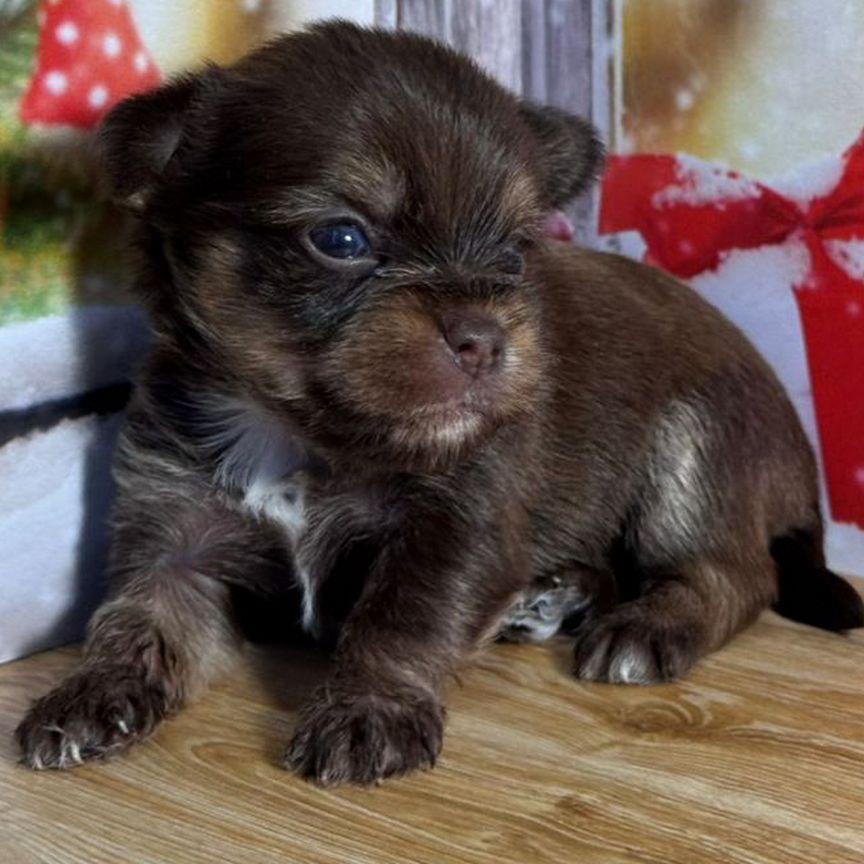 Йоркширский терьер, щенок