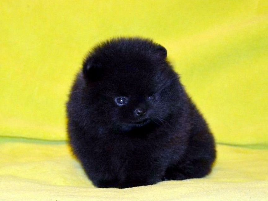 Померанский шпиц, черный, курносый микро мальчик