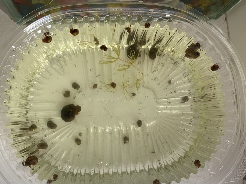 Улитки аквариумные бесплатно