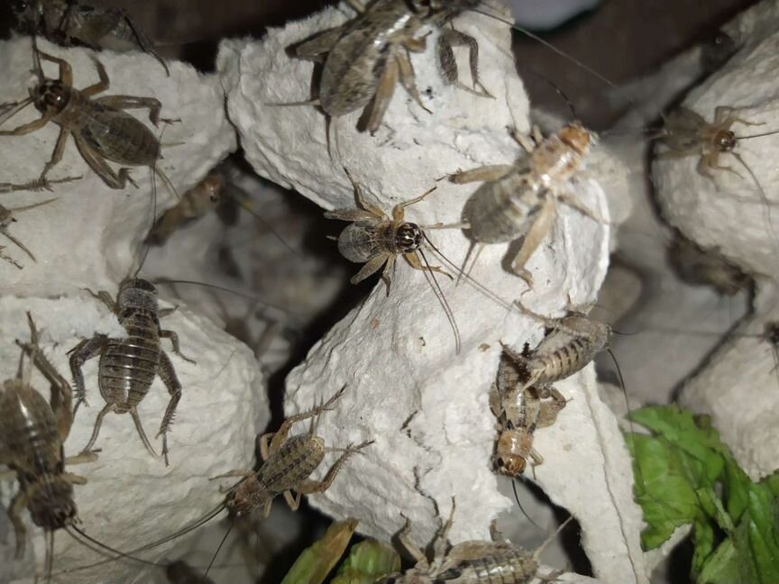 Сверчок банановый