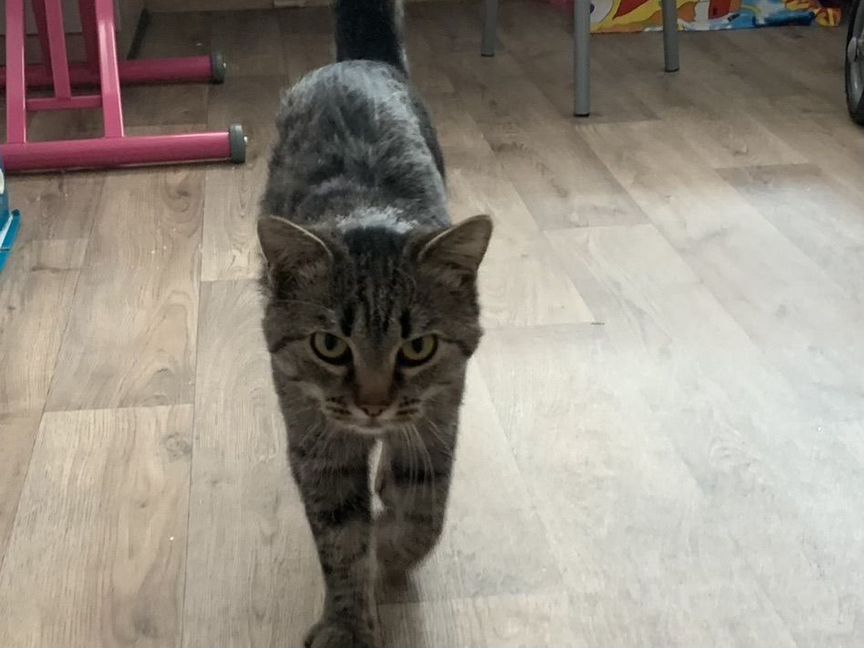 Кот, ищет дом, отдам котика