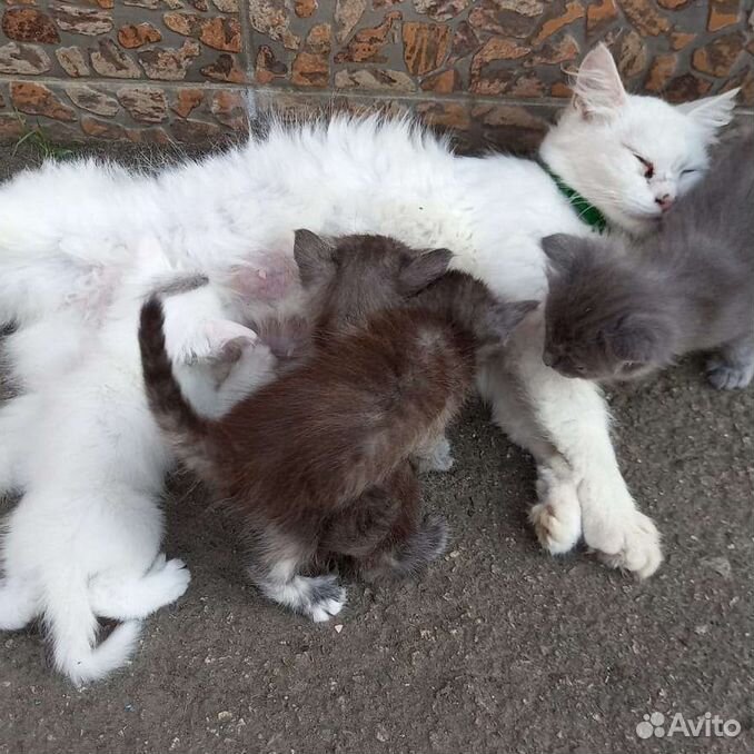 Котята блародной дворянской породы в добрые ручки