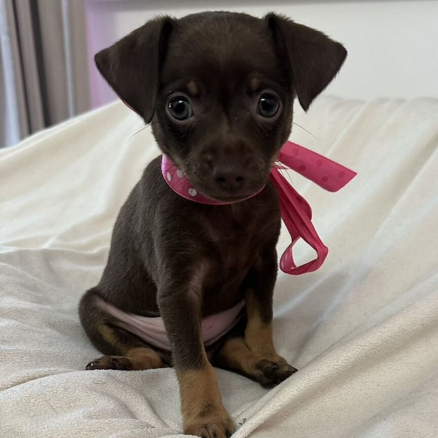 Русский той-терьер, щенок