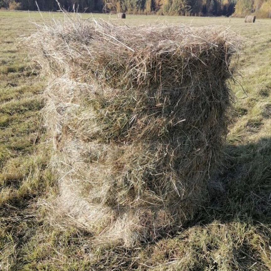 Сено