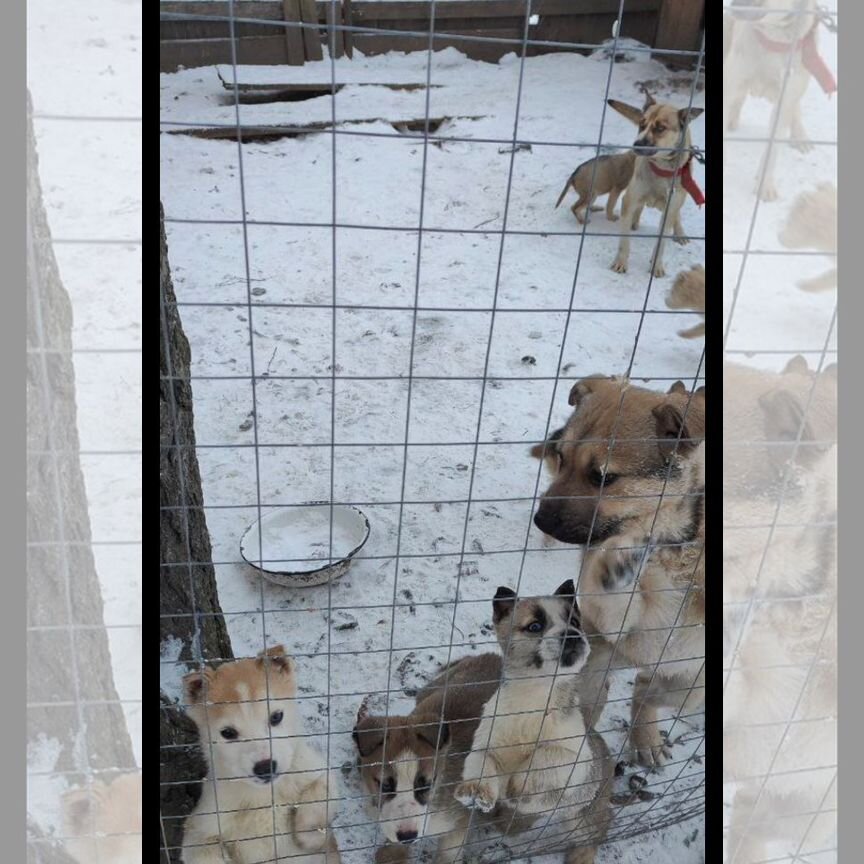 Самоедская собака, щенок