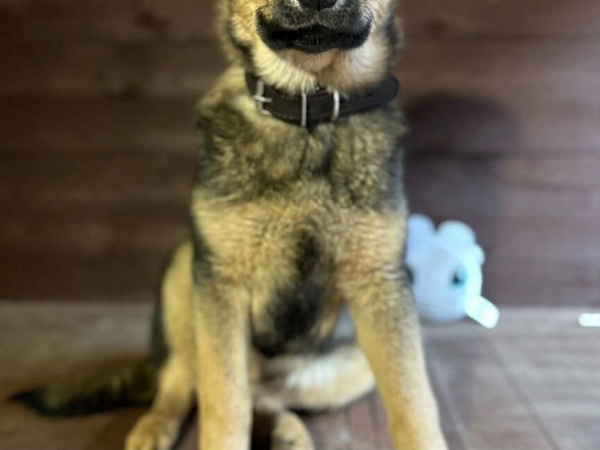 Щенок ищет дом