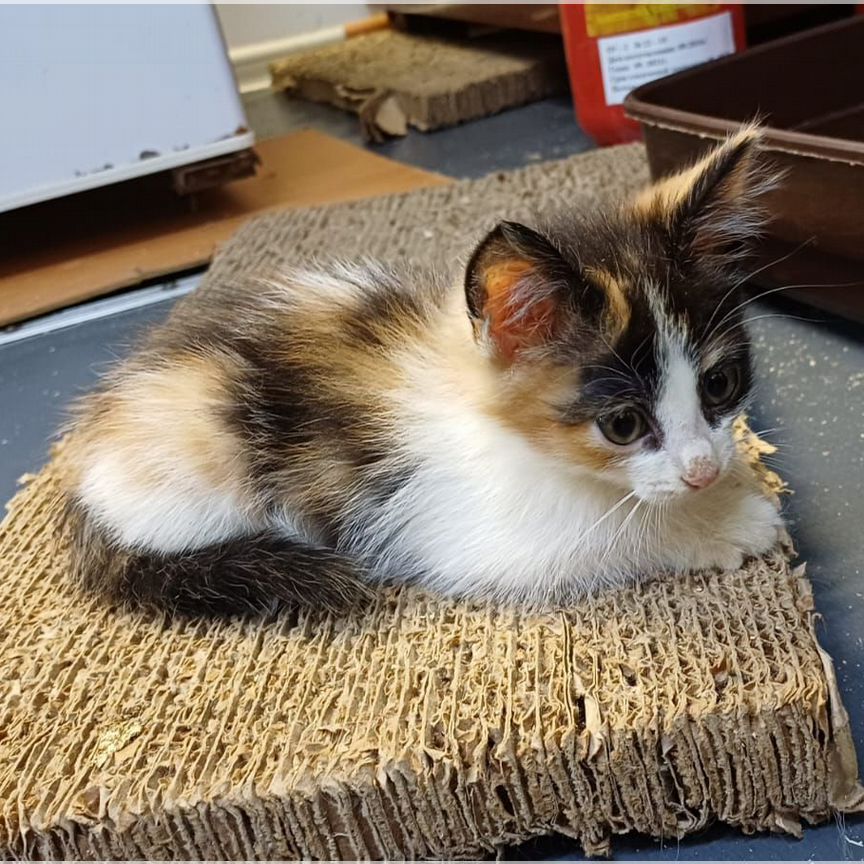 Котёнок в добрые руки