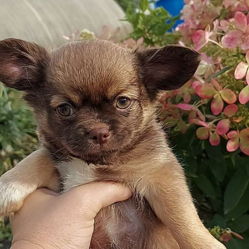 Девочка Чихуахуа