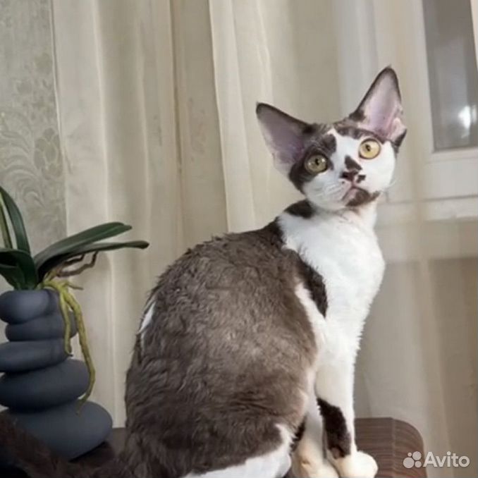 Котенок девочка шоколадная