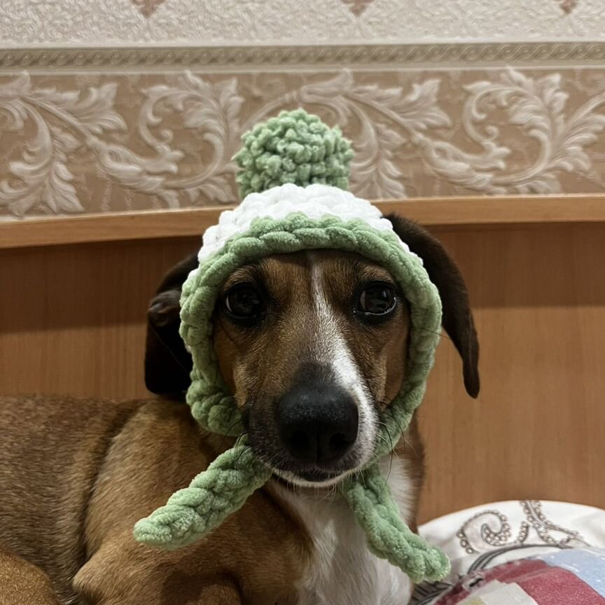 Вязаная шапочка для собак и кошек