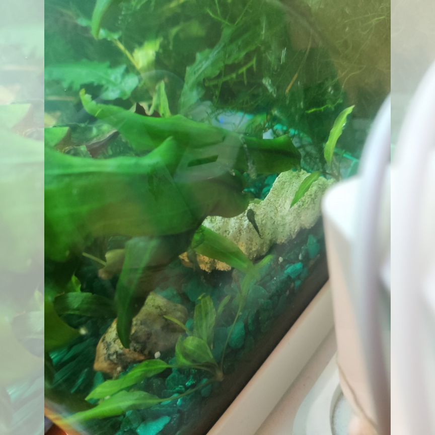 Мальки сомиков анцитрус