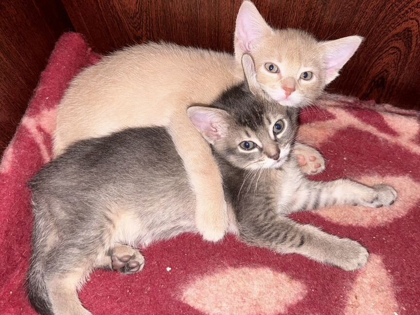 Абиссинская