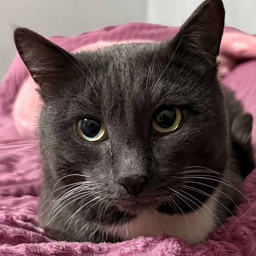 Взрослый кот в добрые руки