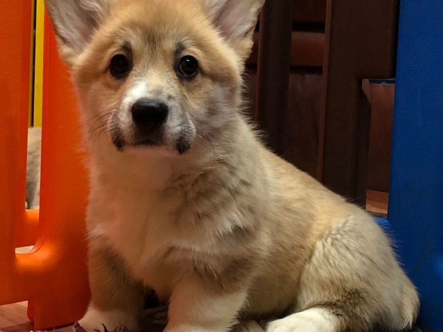 Девочка Коржонок