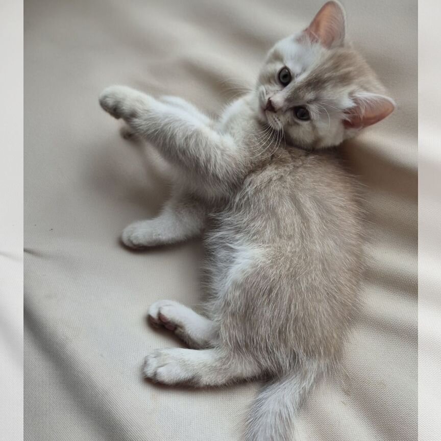 Шотландский прямоухий короткошёрстный котёнок