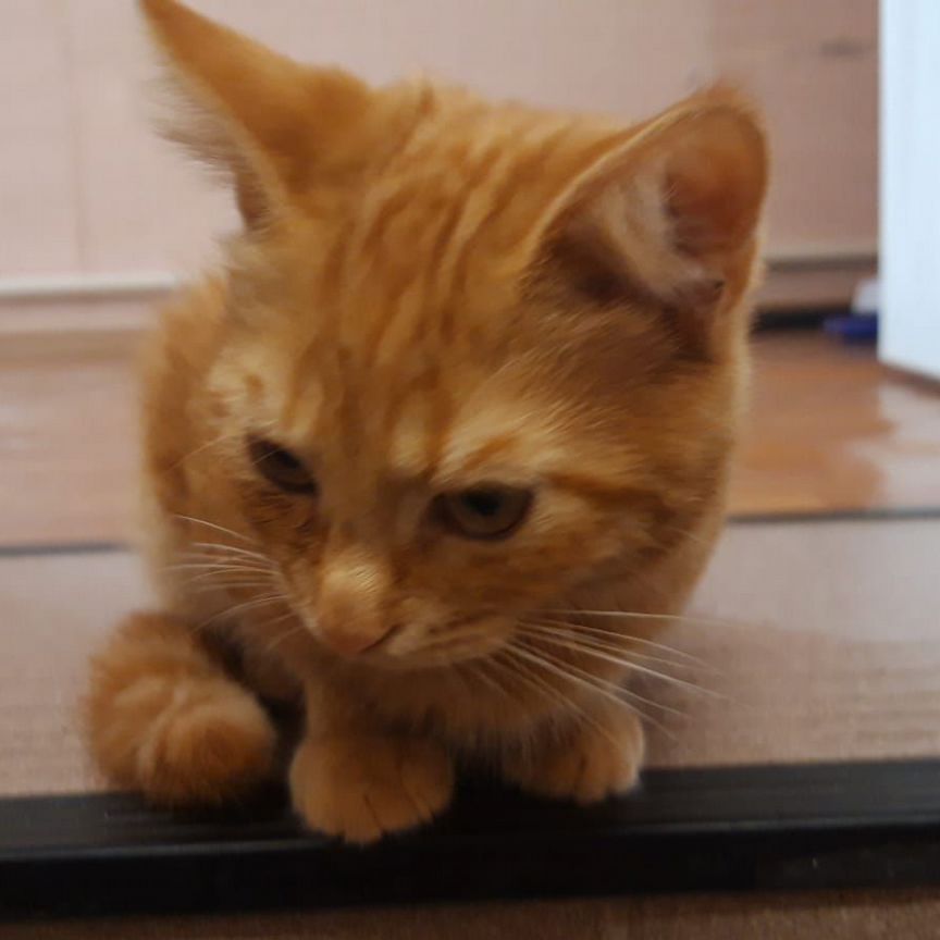 Спасённые котята ищут дом