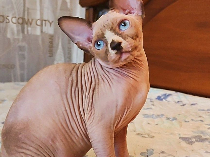 Канадский сфинкс мальчик Jewellery