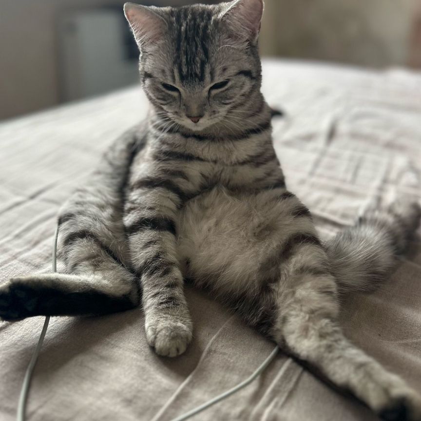 Кошка