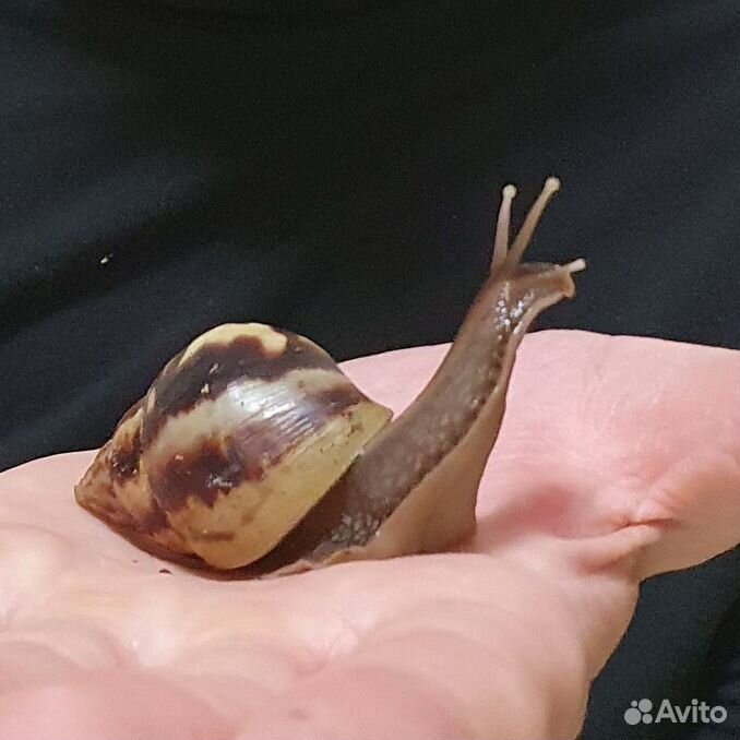 Улитки ахатины бесплатно