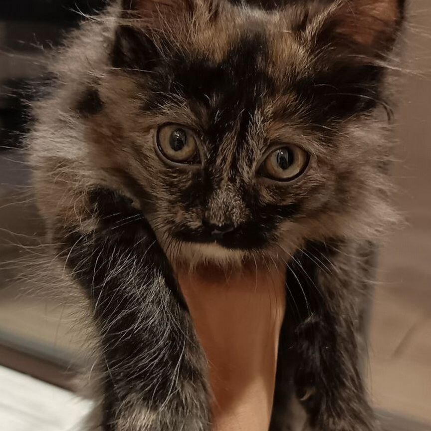 Кошечка Милашка ищет свои ручки