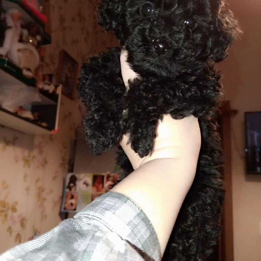 Той-пудель девочка