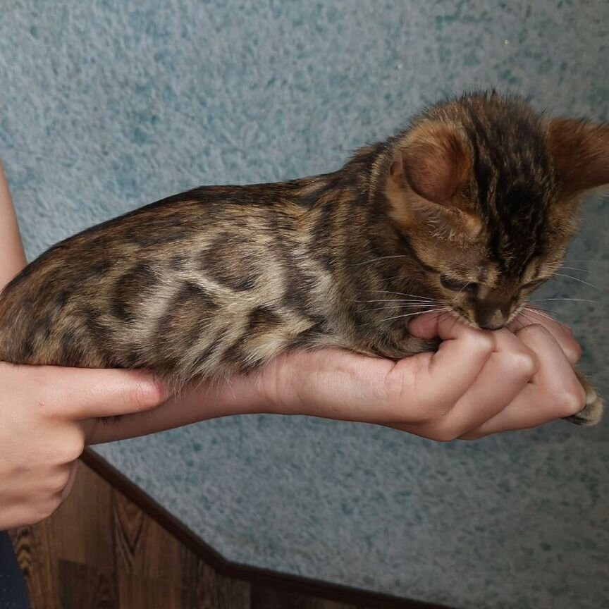 Бенгальские котята
