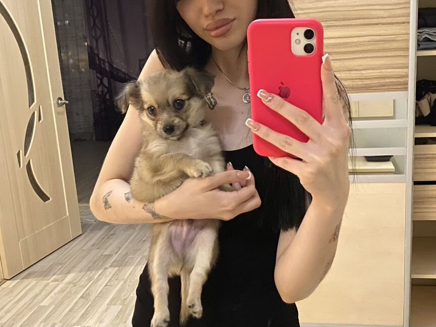 Карликовый пинчер