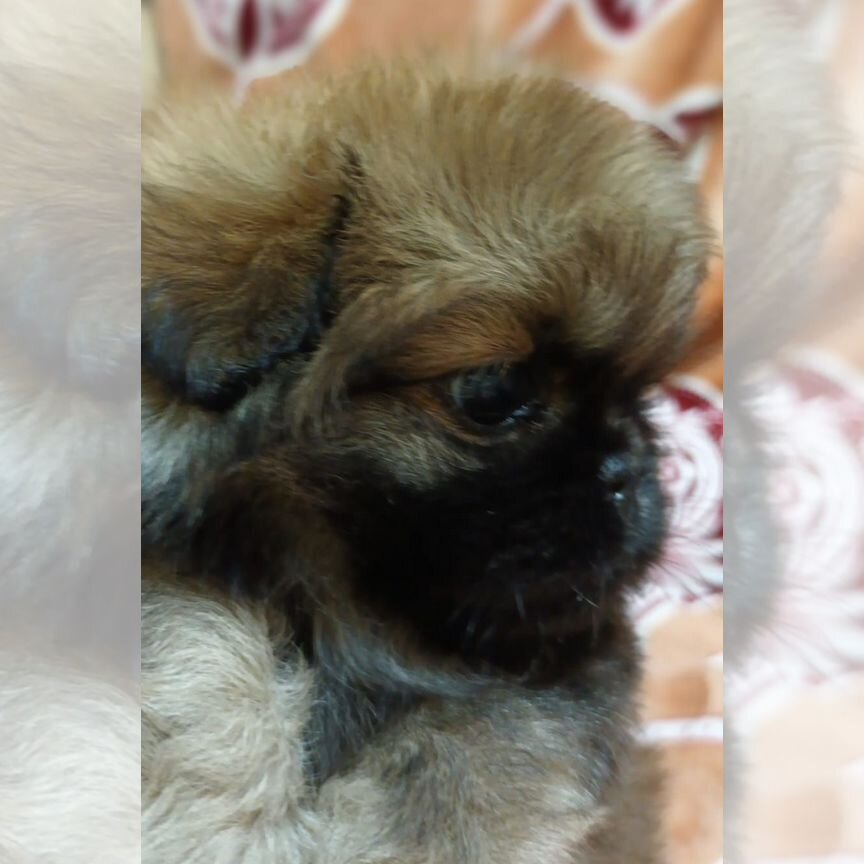 Щенки пекинесы