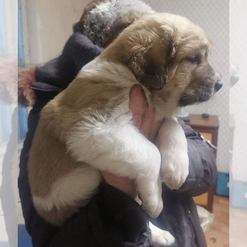 Среднеазиатская овчарка, щенок