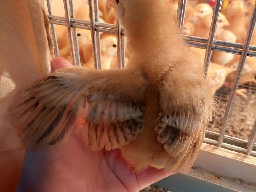 Молодые петушки