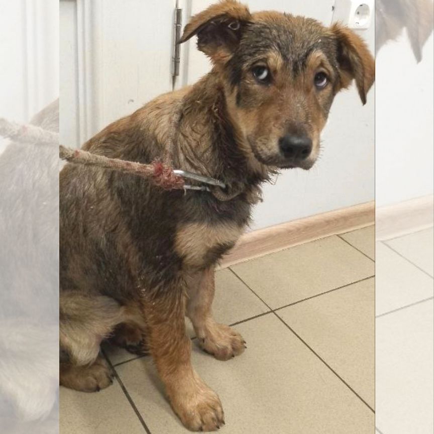 Щенок в добрые руки