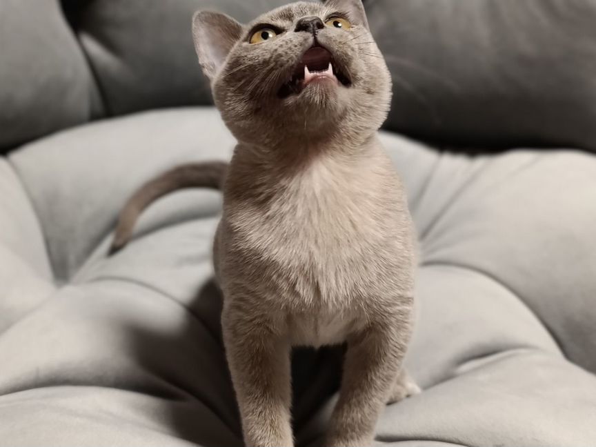 Бурманский котенок