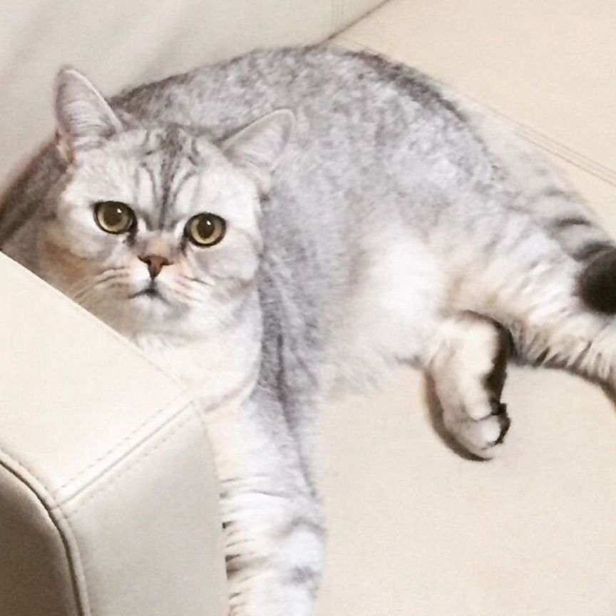 Британский короткошёрстный кот, взрослый