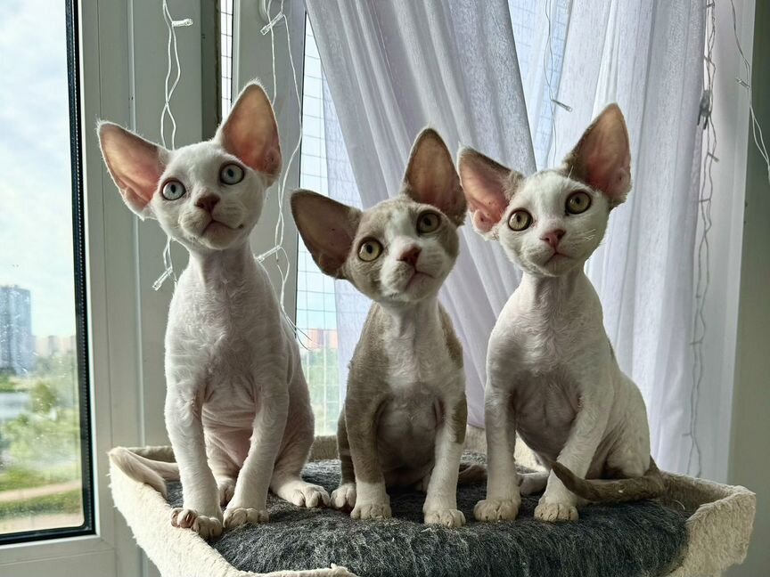 Котята девон-рекс