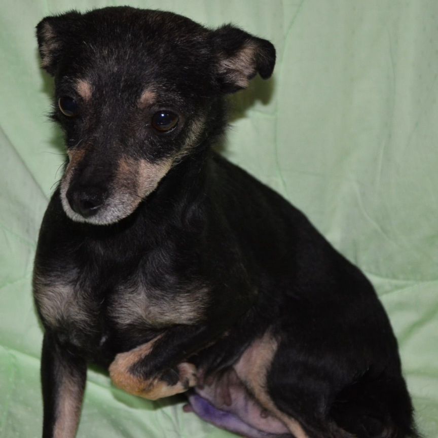 Русский той-терьер, взрослая собака