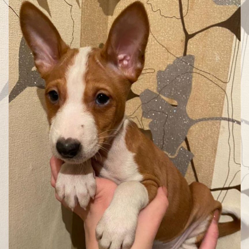 Басенджи, щенок