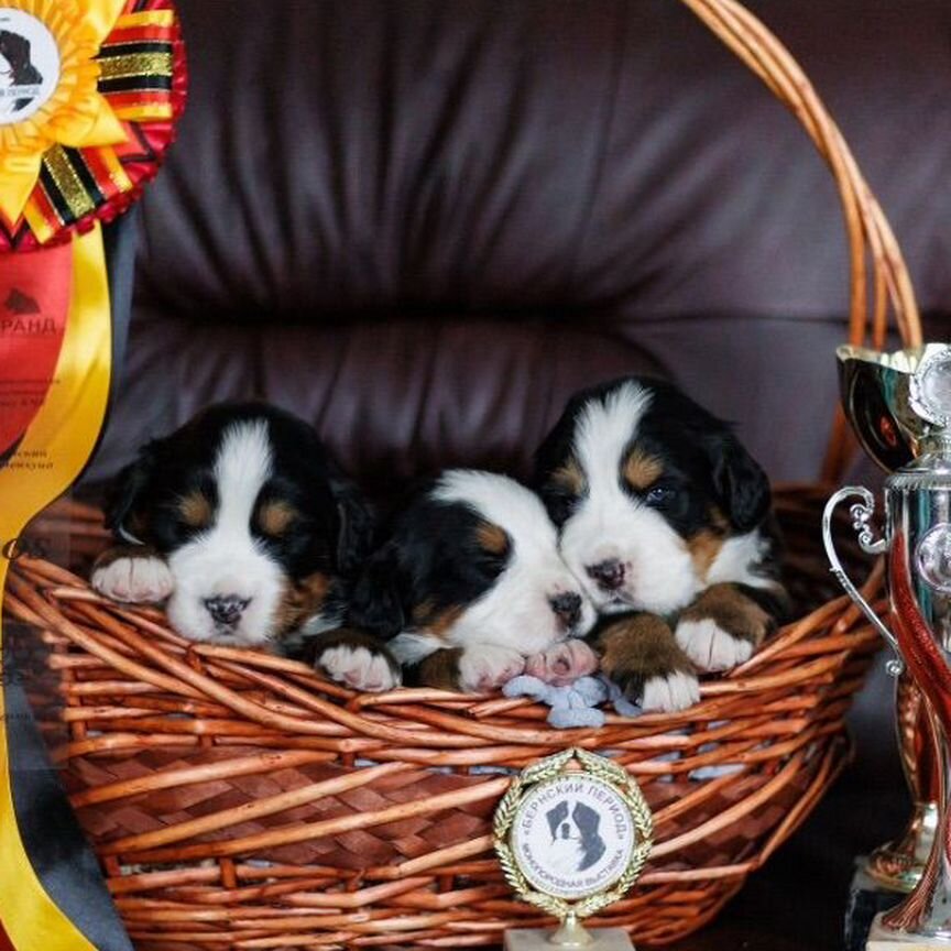 Бернский зенненхунд, щенок