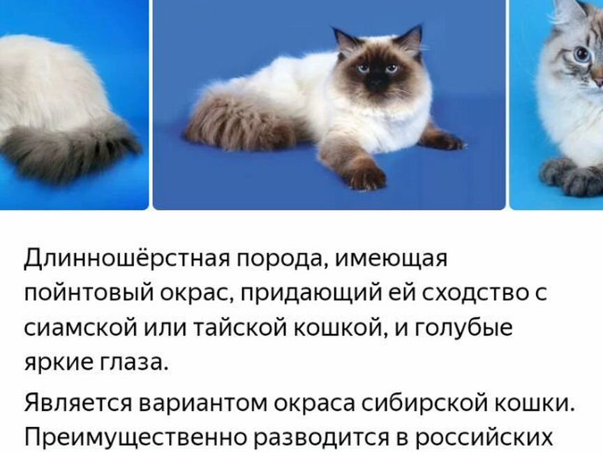 Невский маскарадный кот вязка