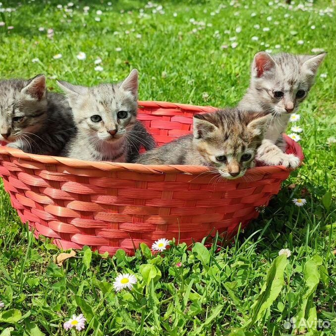 Котята 1.5мес.в добрые руки