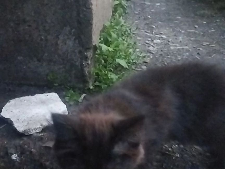 Котенок черный пушистый