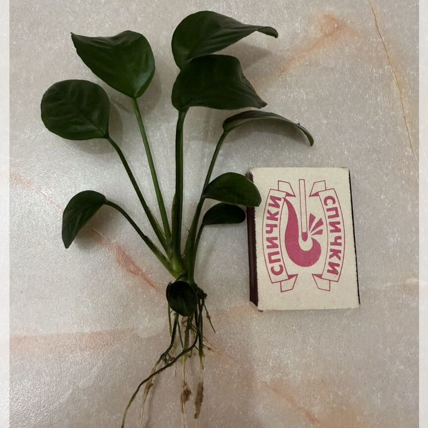 Анубиас бартера