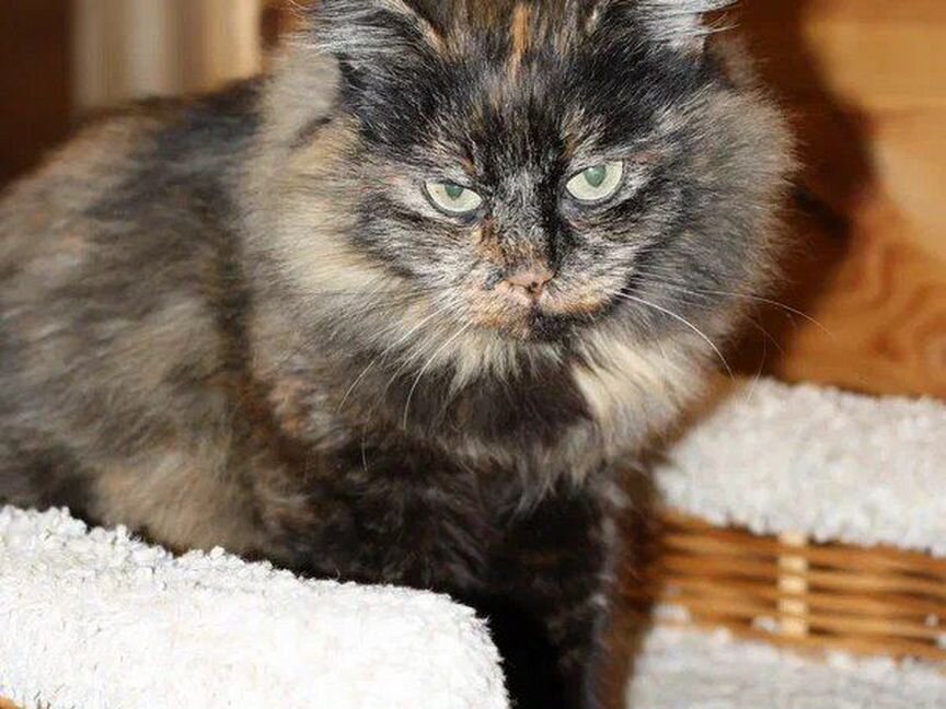 Пушистая красавица Клео ищет дом