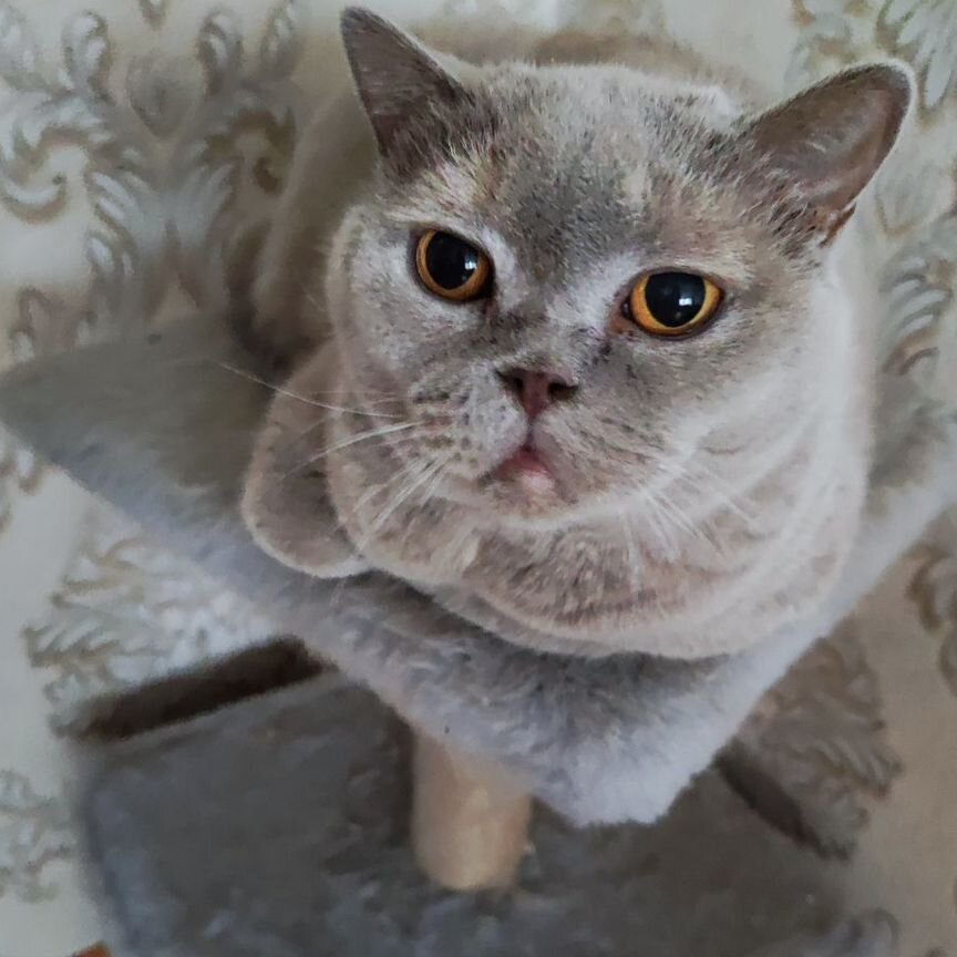 Британская короткошёрстная, взрослая кошка