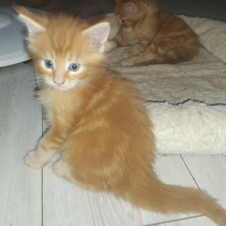 Котята мейн-кун полидакт рыжий